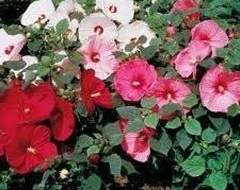 Midnight Marvel Hardy Hibiscus Rose Mallow - Etsy