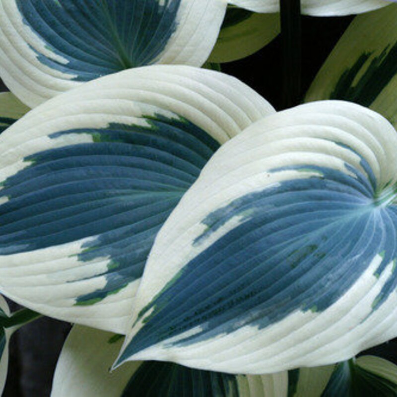 Red Hosta Plants - Etsy