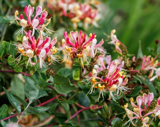Fragrant Cloud Pink Honeysuckle in 3.5 Inch Pot, You Choose Amount! - Etsy