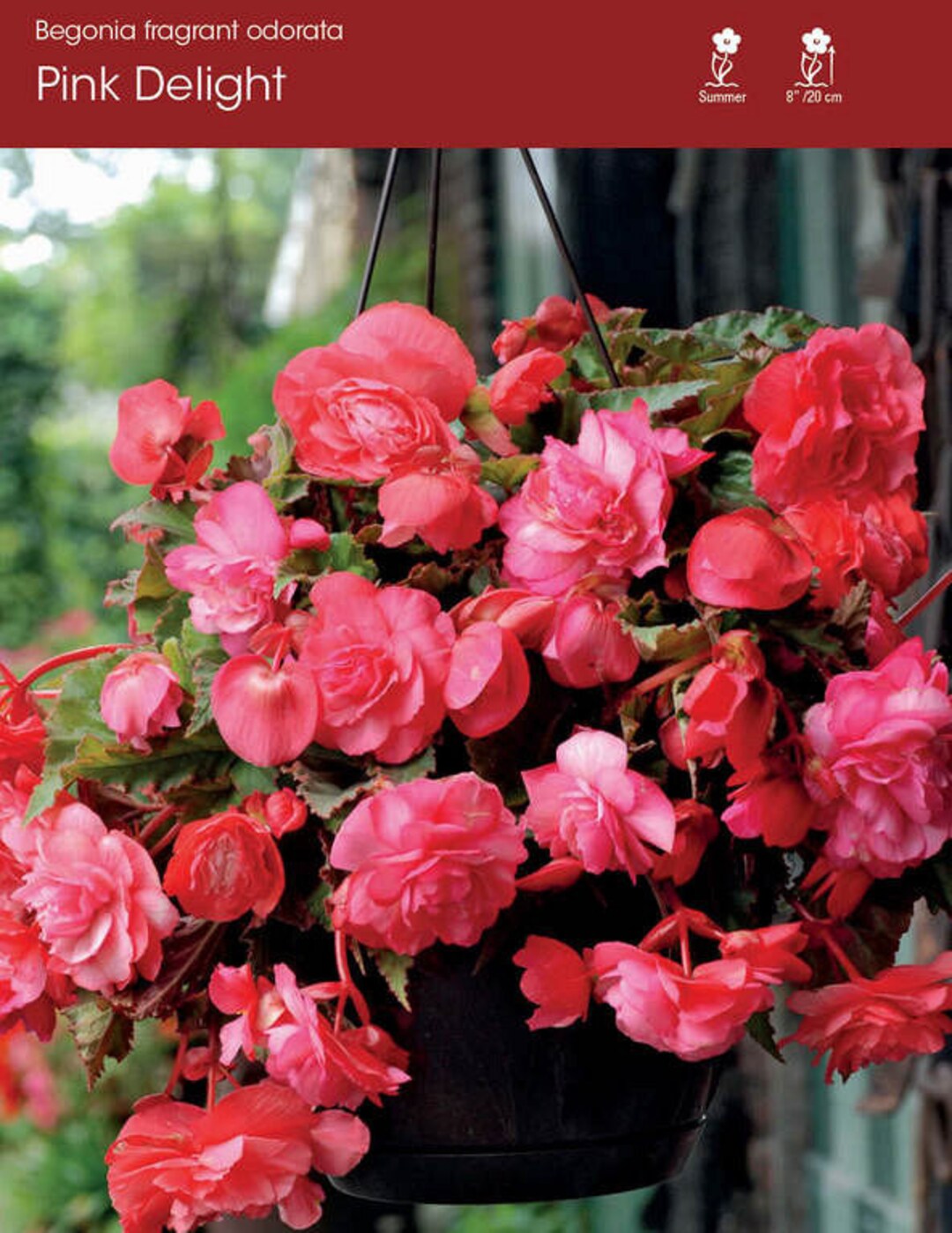 Odorata Pink Delight Begonia Bareroot--you Choose Amount!!! - Etsy