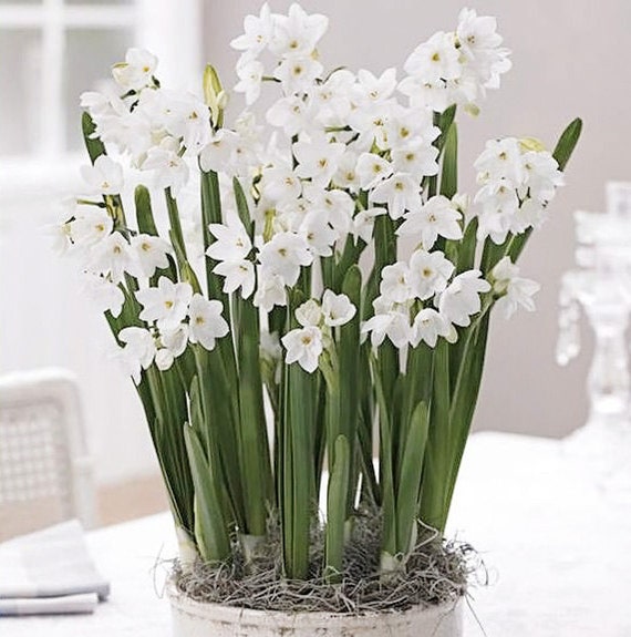 Paperwhite Plant