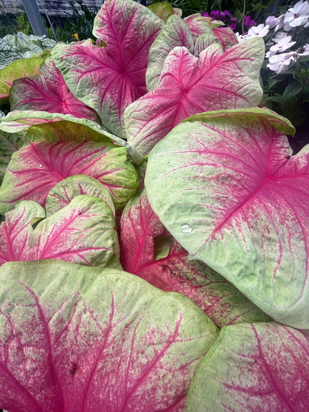 Mint Julep Caladiums in 3.5 Potsyou Choose Amount - Etsy