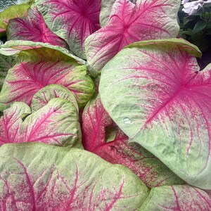 Mint Julep Caladiums in 3.5 Potsyou Choose Amount - Etsy