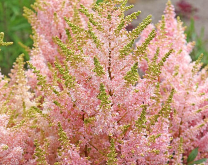 Astilbe Mix astilbe Arendsii Bunter Min 50 Seeds - Etsy