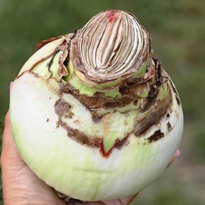 Ruby Star Amaryllis Bulb, 38mm Plus- Great for Forcing! Wonderful and ...