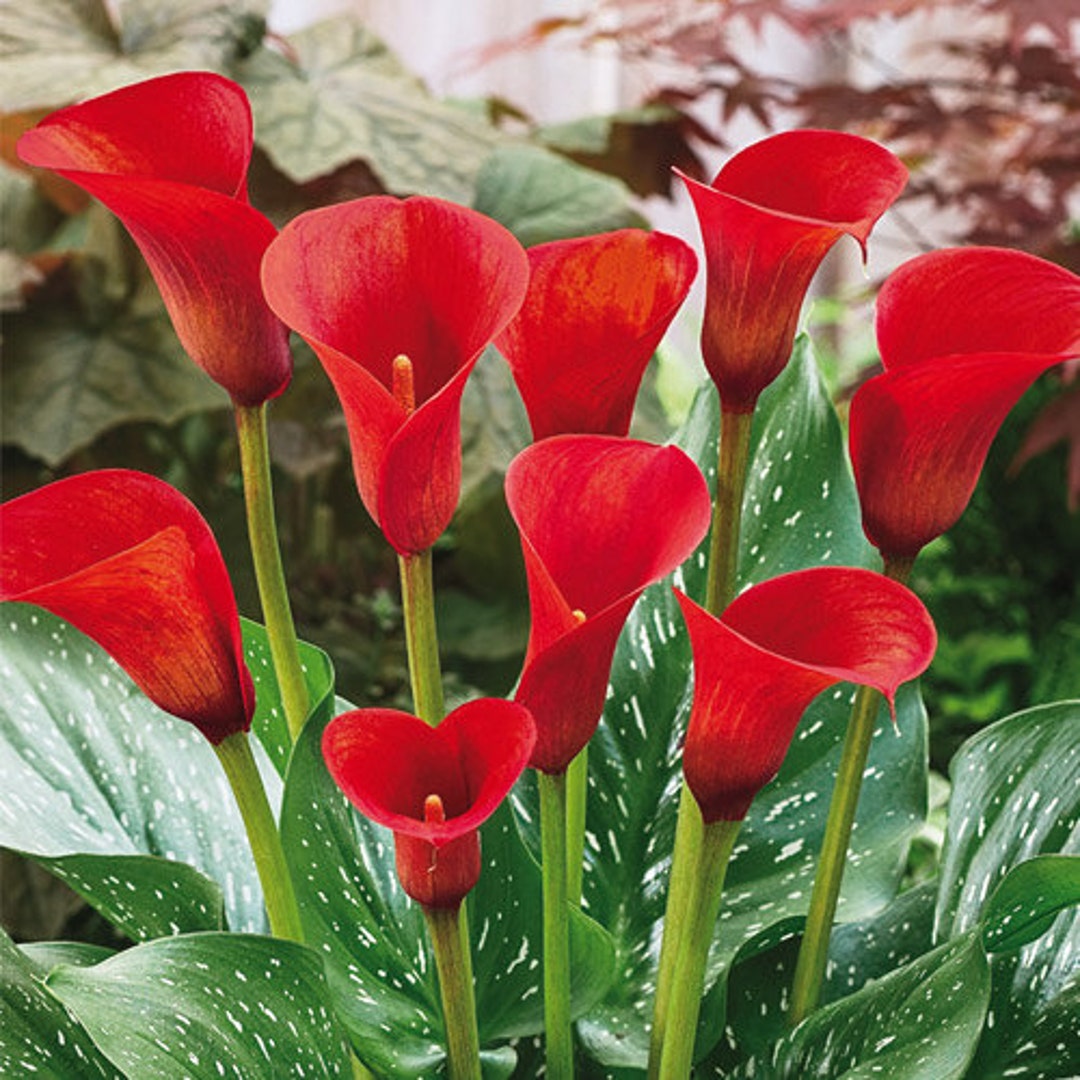 Red Alert Calla Lily Bulbs, You Choose Amount - Etsy