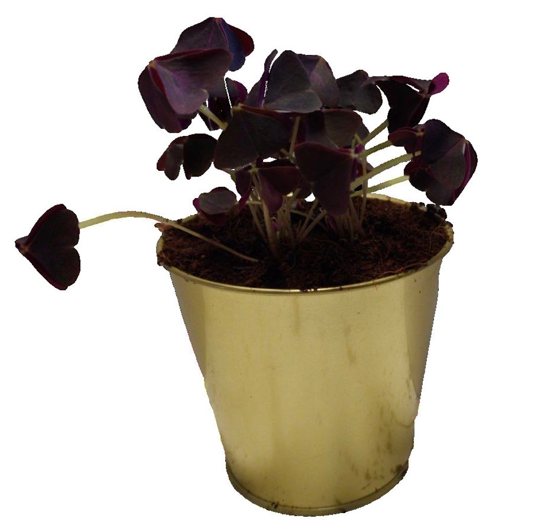 Purple Shamrock Gift Growing Kit, Includes an Attractive Gold Tin Pot ...