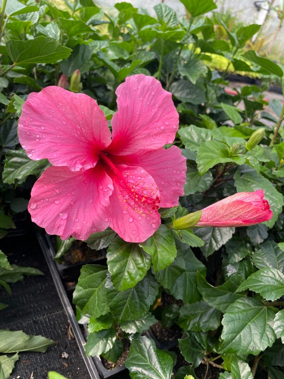 Tropical Hibiscus 'salmon Rose' in a 4 Pot - Etsy