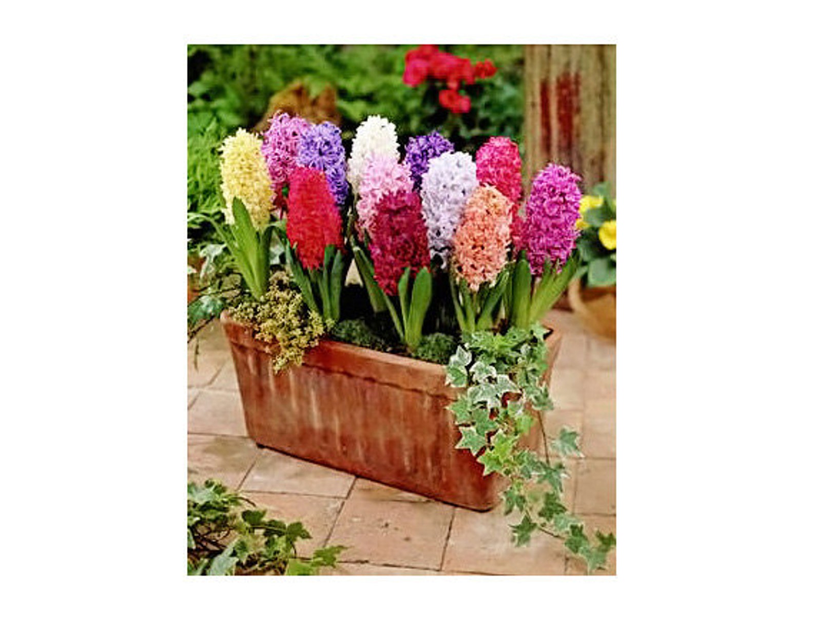 12 Hyacinth Giant Mixture - Hyacinth Orientalis - Etsy