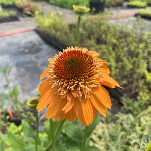 Cantaloupe Supreme Coneflower/ Echinacea in 3.5 Inch Pots (one Plant ...