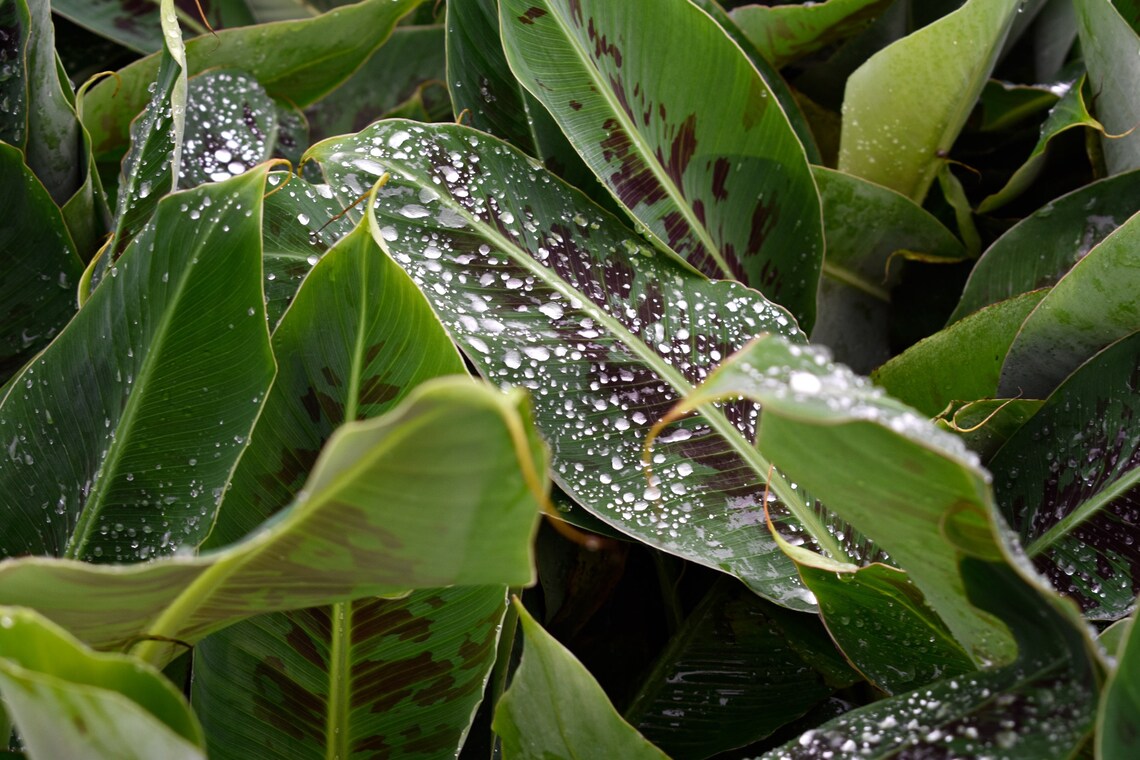 Musa poquito Banana Tree/ Banana Tree in 4 Inch Cups one - Etsy