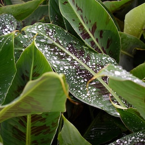 Musa ‘poquito’ Banana Tree/ Banana Tree in 4 Inch Cups (one Plant per ...