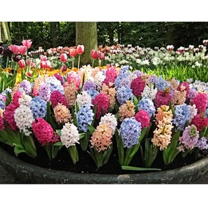 12 Hyacinth Giant Mixture - Hyacinth Orientalis - Etsy