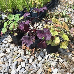Mixed Heuchera in 3.5 Inch Pots, You Choose Amount! We Send Out ...