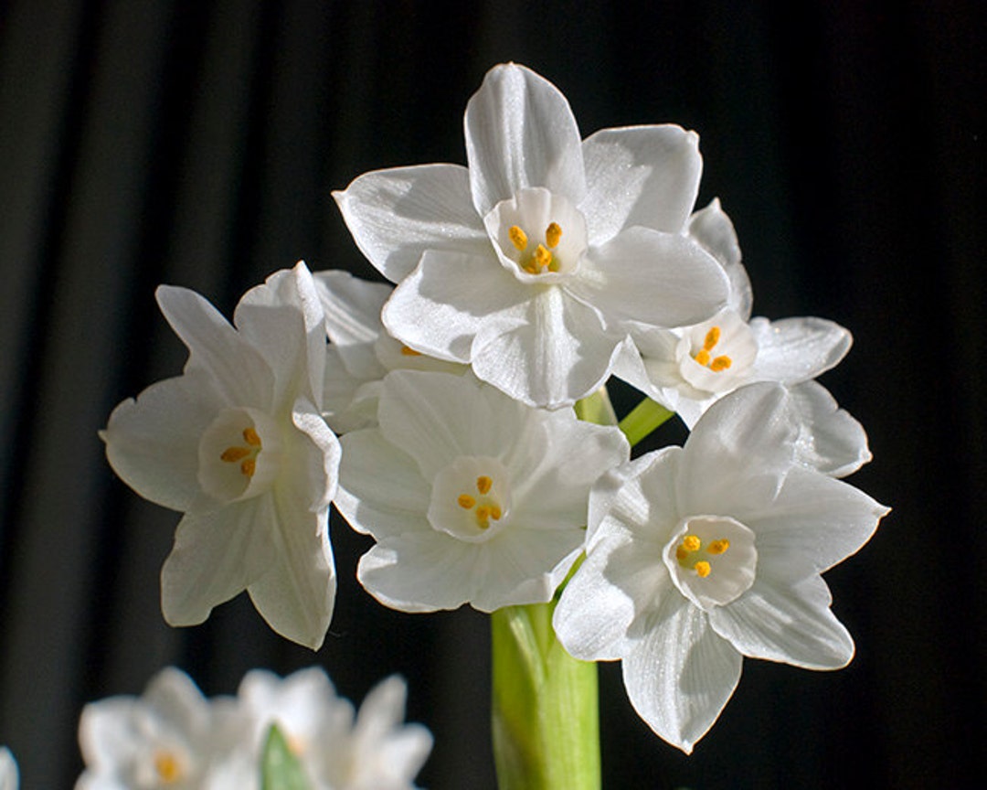 Inbal Paperwhites Bulbs 14-15cm- Indoor Narcissus: Perfect for Forcing ...