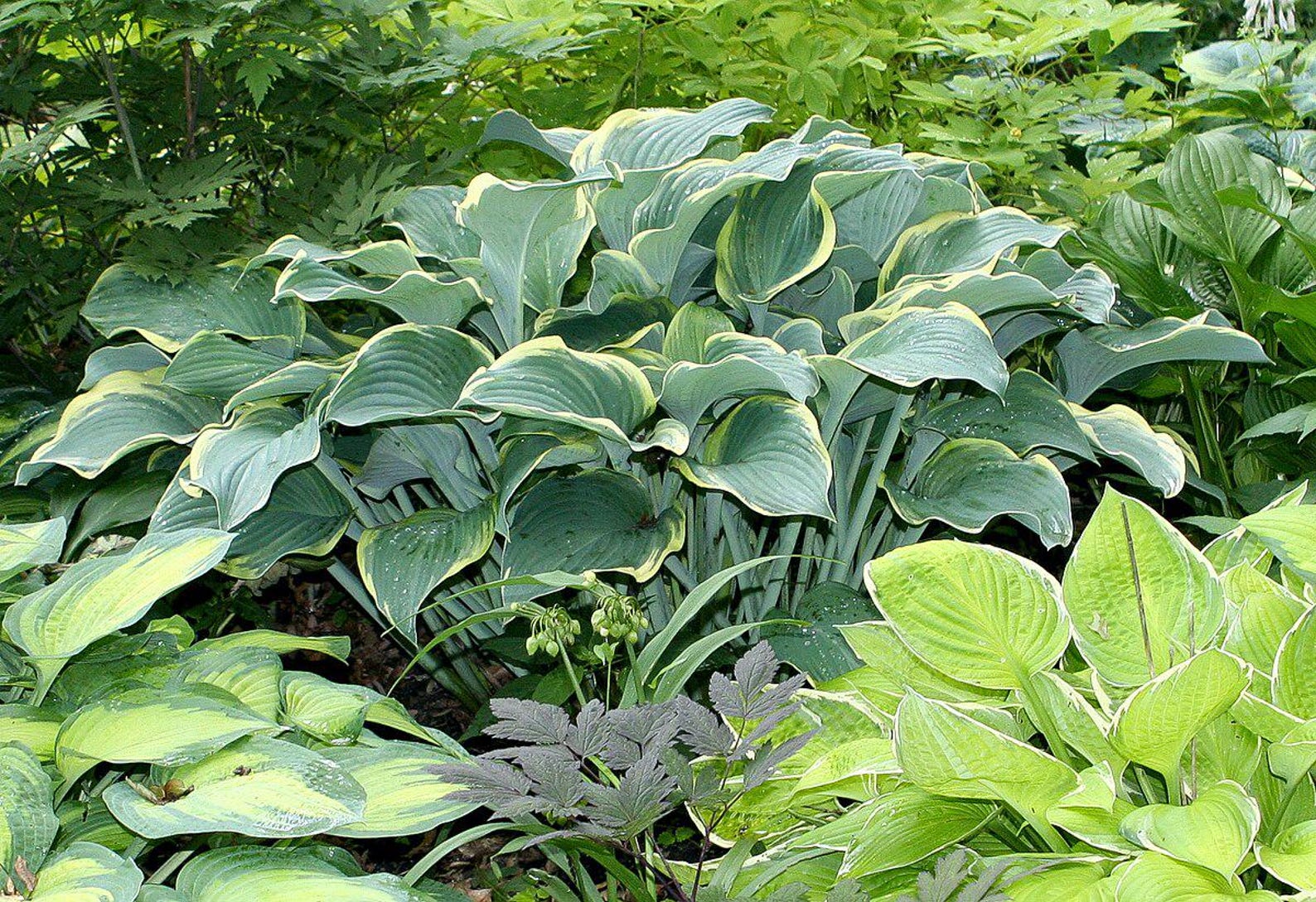 Regal Splendor Hosta Bareroot, You Choose Amount! - Etsy