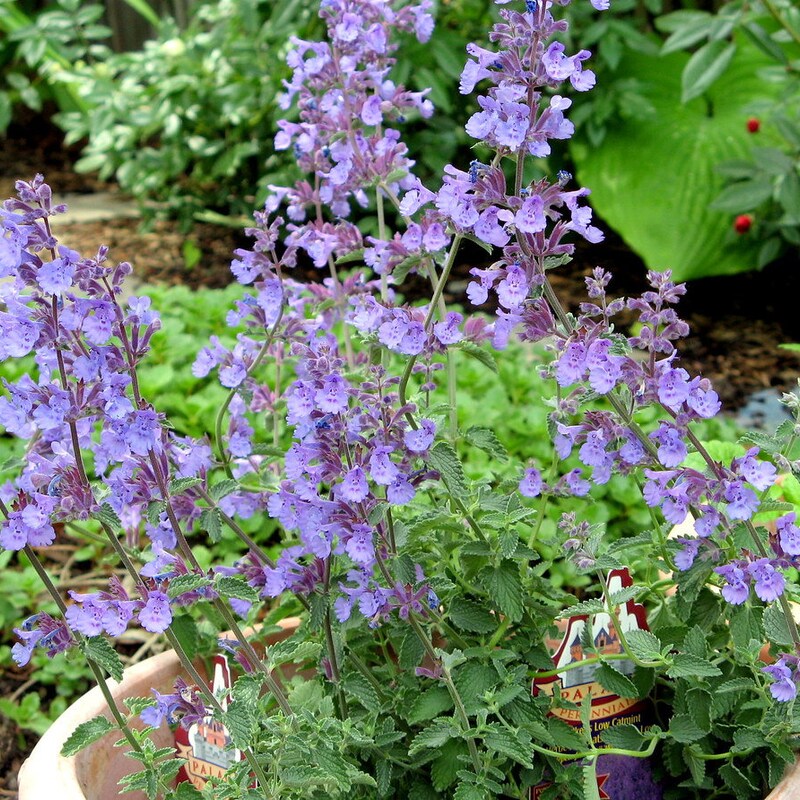 Walkers Low Catmint - Etsy