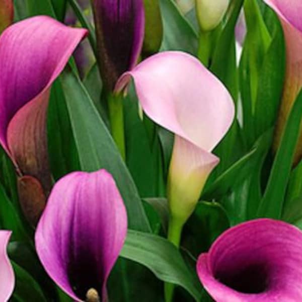 Picasso Calla Lily - Etsy