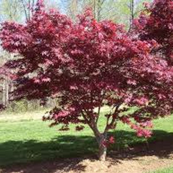 Japanese Maple Tree Seedlings - Etsy