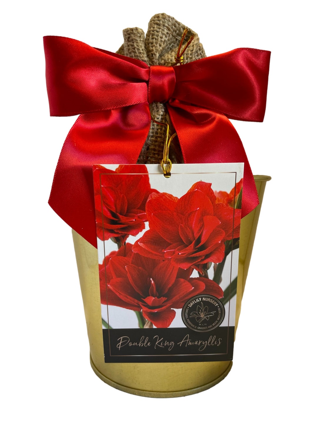 Amaryllis Holiday Gift Kit, Includes an Attractive Gold Tin Pot, Big ...