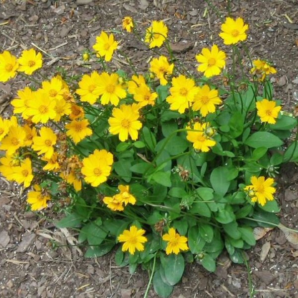 Coreopsis - Etsy
