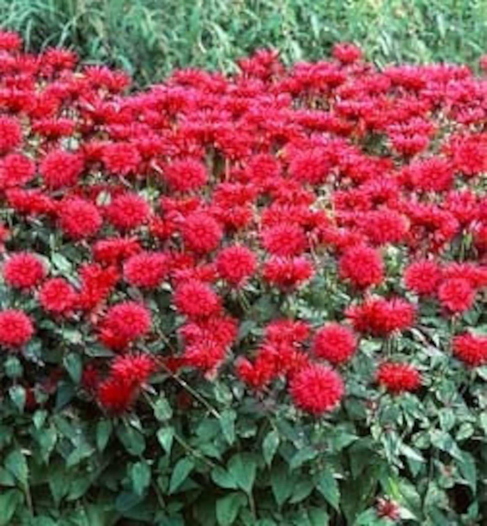 Bee Balm Fireball Monarda Plants in Separate 4 Inch Containers- Daylily ...