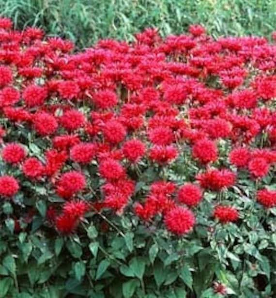 Bee Balm Fireball Monarda Plants in Separate 4 Inch - Etsy