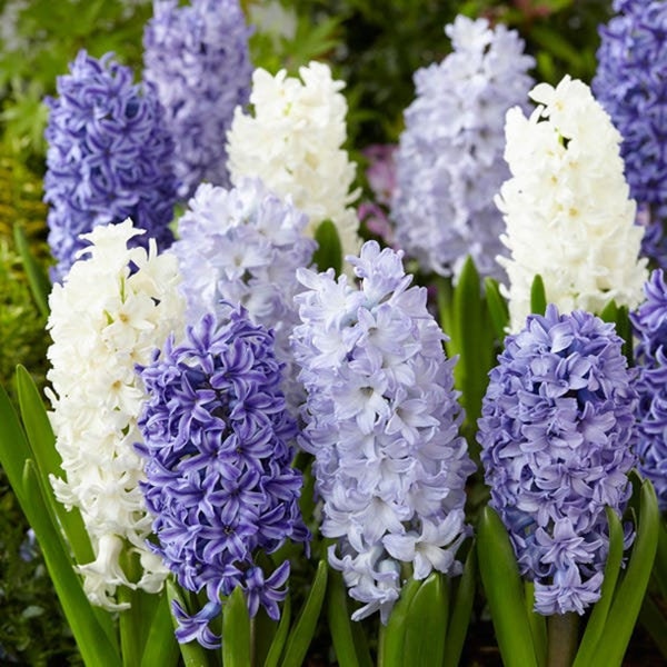 Hyacinth Blue - Etsy