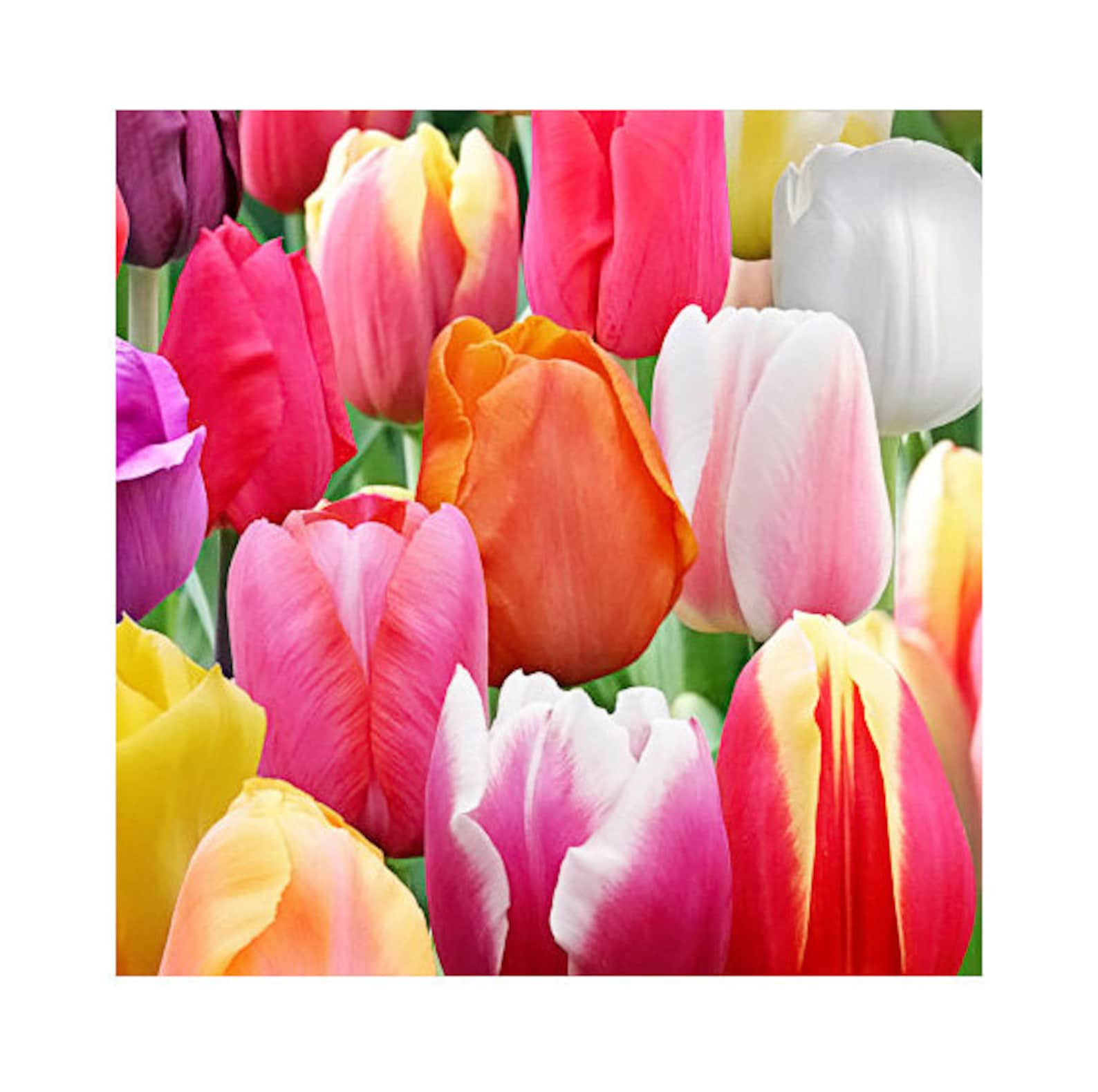 Rainbow/ Landscape Mixture Tulip Bulbs Tulipa Triumphfree - Etsy
