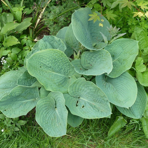Midnight Blue Hosta - Etsy