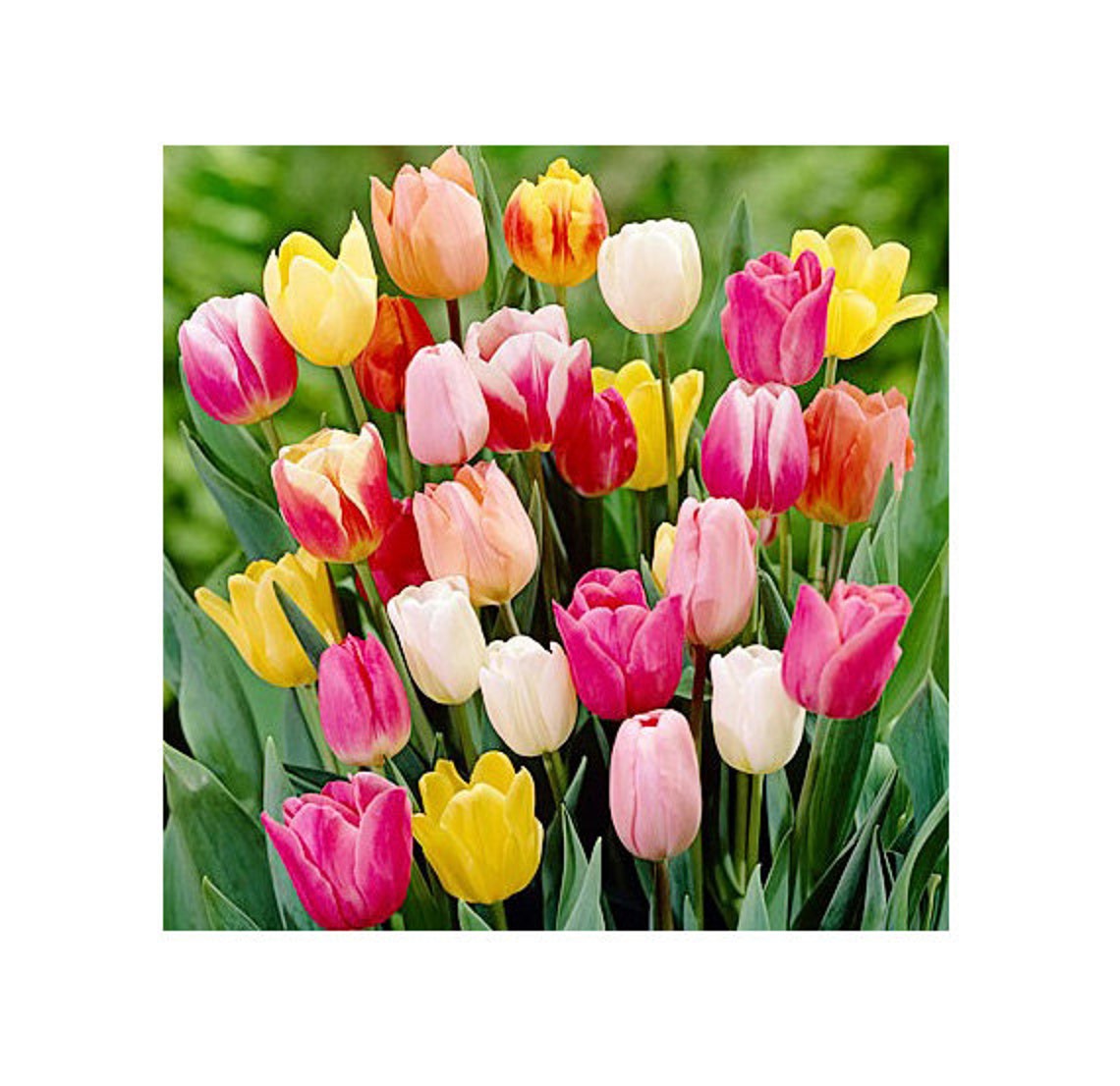 Rainbow/ Landscape Mixture Tulip Bulbs Tulipa Triumphfree - Etsy