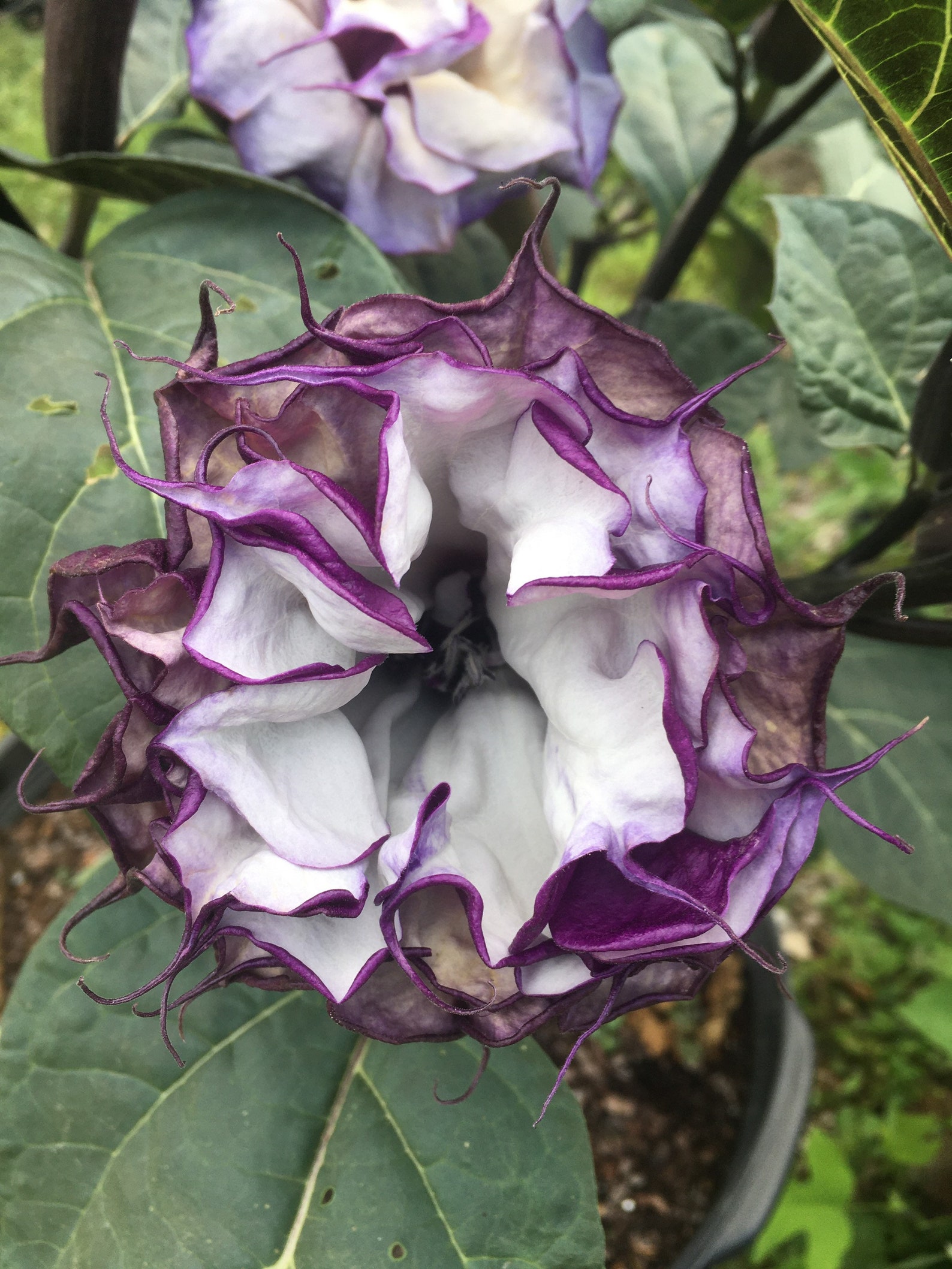 Purple People Eater Angel Trumpet Seedsfree Shipping - Etsy