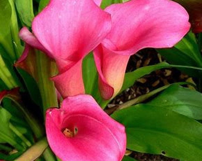 Captain Romance Pink Calla Lily Bulbs - Etsy