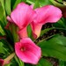 Captain Romance Pink Calla Lily Bulbs - Etsy