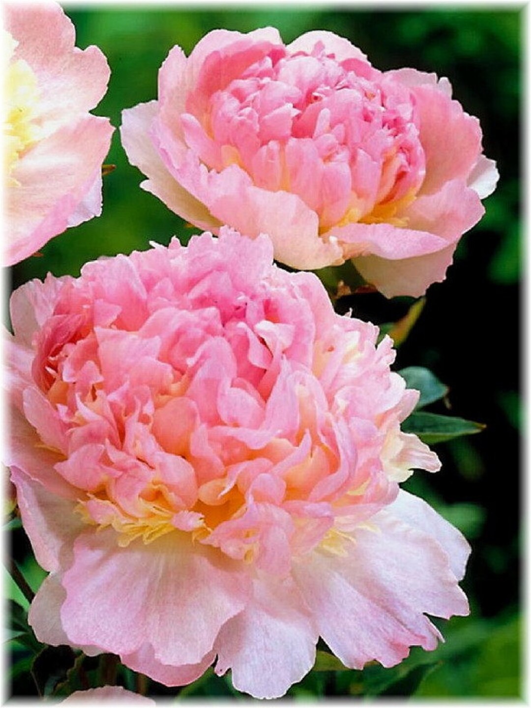 Raspberry Sundae Bareroot Peony, 2-3 Eye, Great for Fall Planting! - Etsy