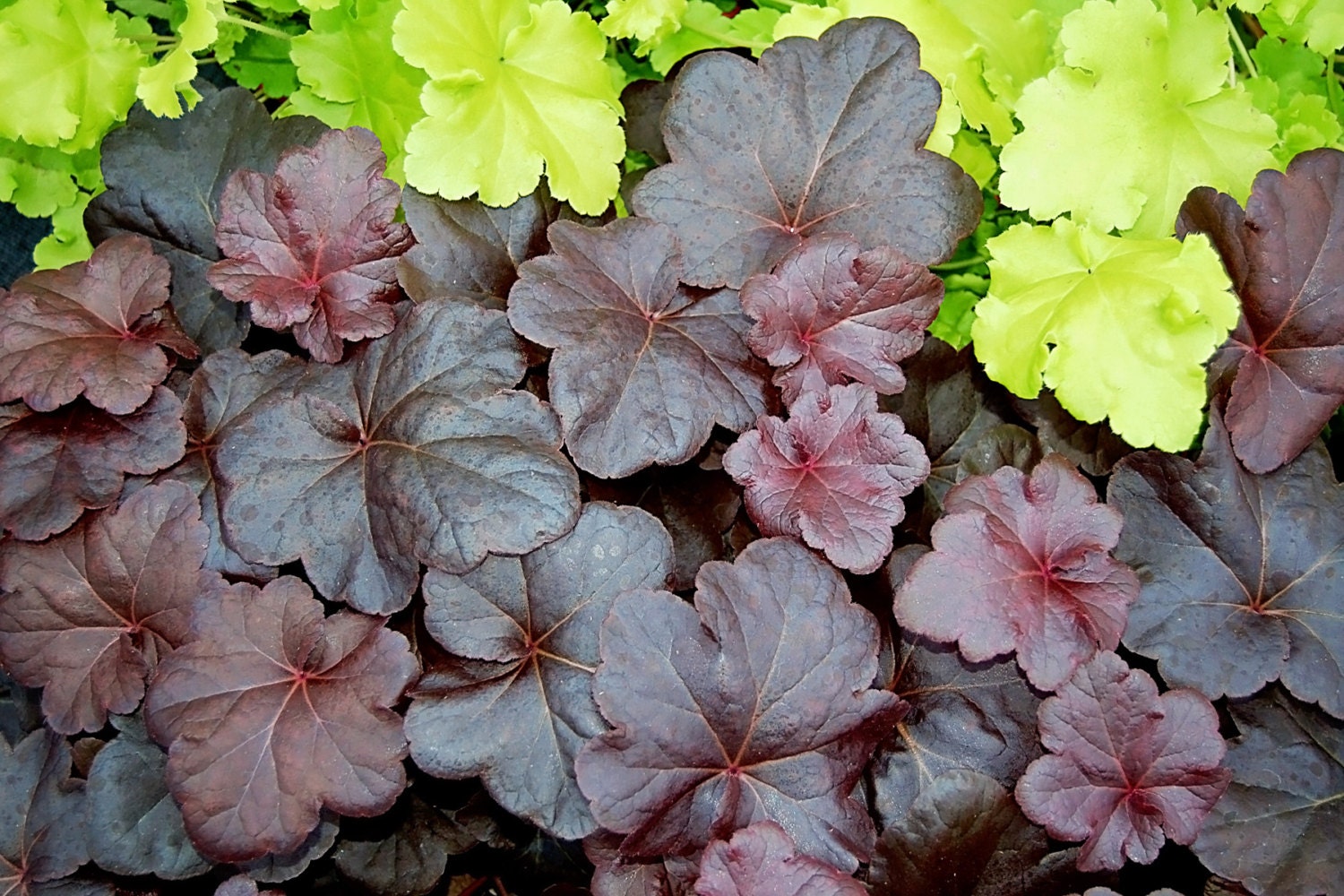 Coral Bells In Containers