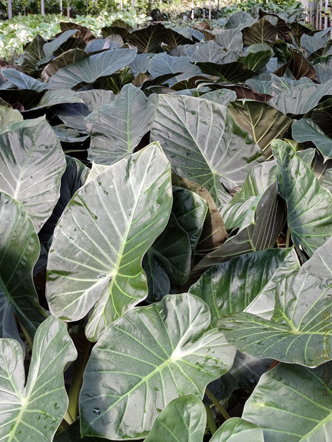 2 Regal Shield Elephant Ear Plants for Sale! 2 Plants Total, in 2 ...