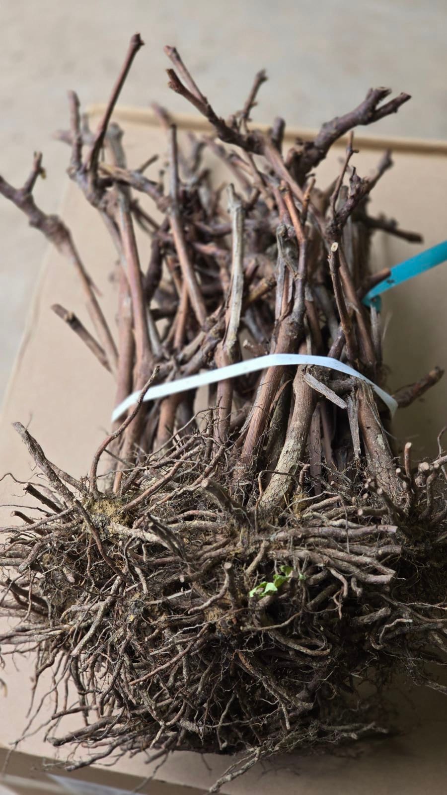 Concord Grape Vines, Bareroot Good Sized Roots! Free Shipping, You ...