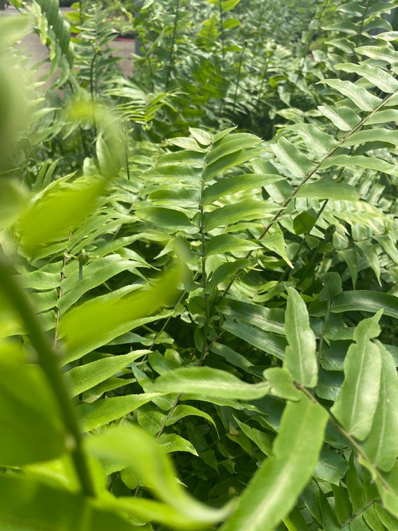 Mondo Fern
