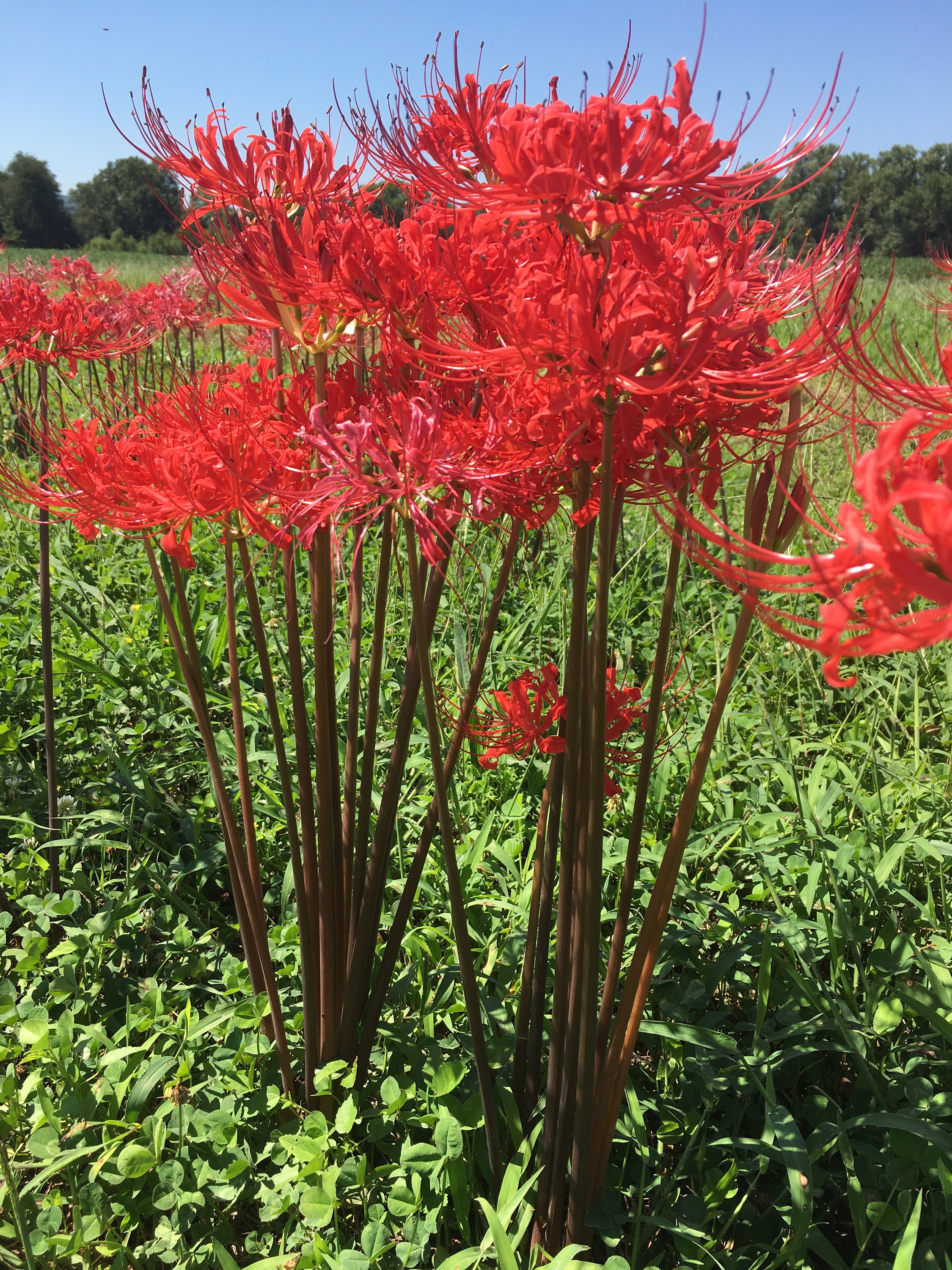 2 Bareroot Red Surprise Lily Resurrection Lily Naked Lady Etsy