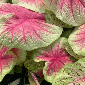 Mint Julep Caladiums in 3.5 Potsyou Choose Amount - Etsy