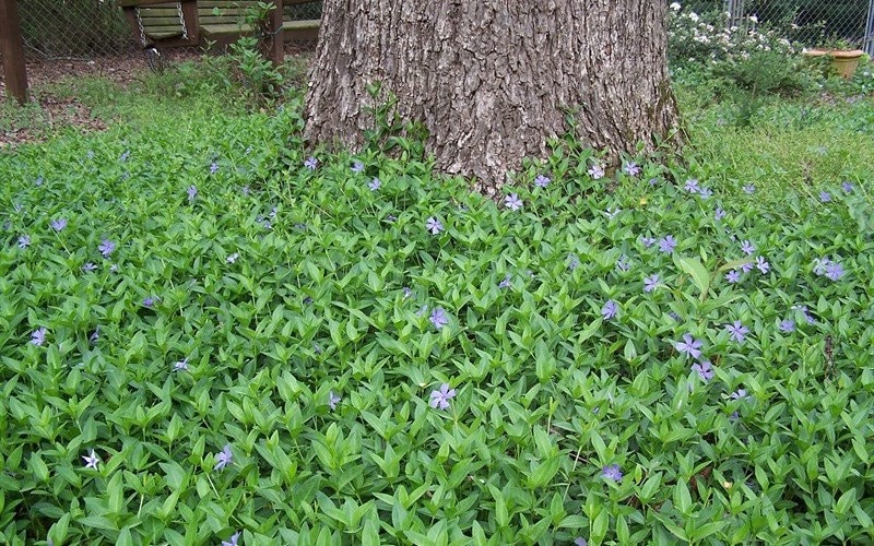 Vinca Minor Ground Cover