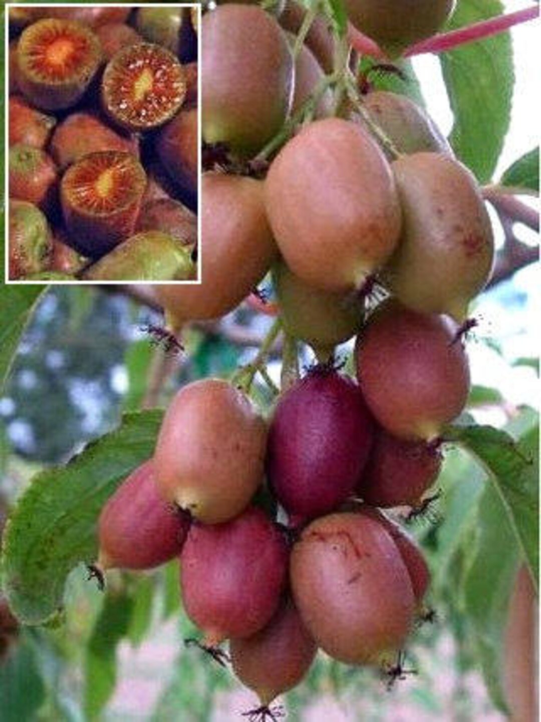 3 Hardy Kiwi Plants One Ken's Red 2 Anna Females in 3.5 - Etsy