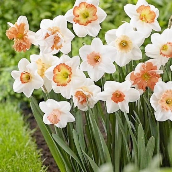 Narcissus Bulbs - Etsy