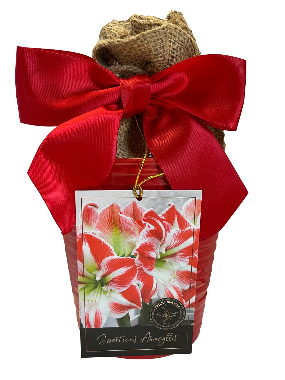 Elegant Sparticus Amaryllis Gift Growing Kit. Beautiful Ceramic Pot ...