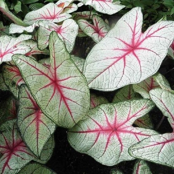 Caladium Bulbs - Etsy