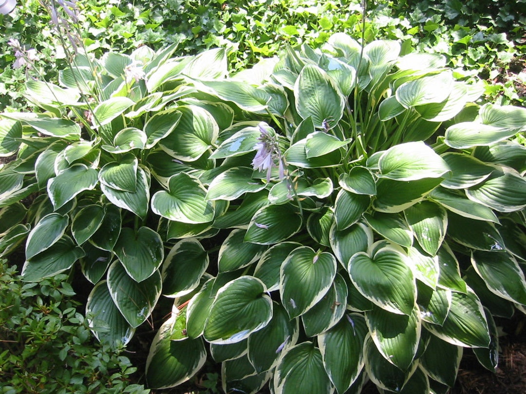 Francee Hosta Plants in 3.5 Inch Cups, You Choose Amount! - Etsy