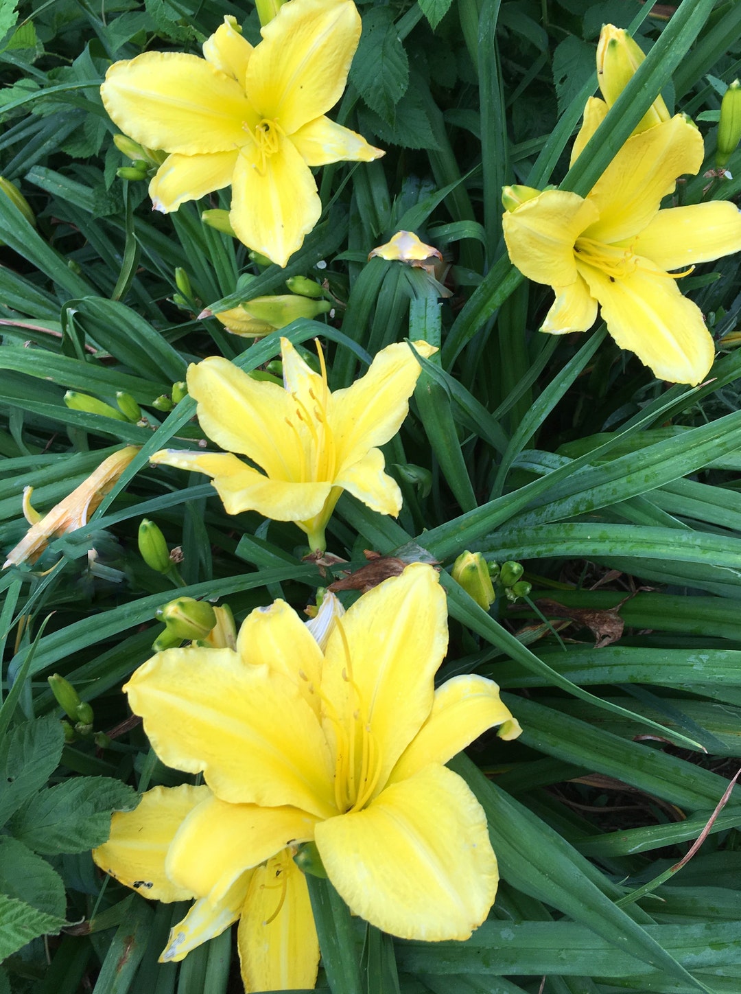 Happy Returns Daylilies in 4 Inch Pots One Plant per Pot, You Choose ...