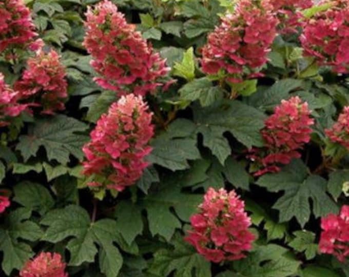 Ruby Slippers Hydrangea Plant Live Landscaping Plants Perennial Shrubs - Etsy