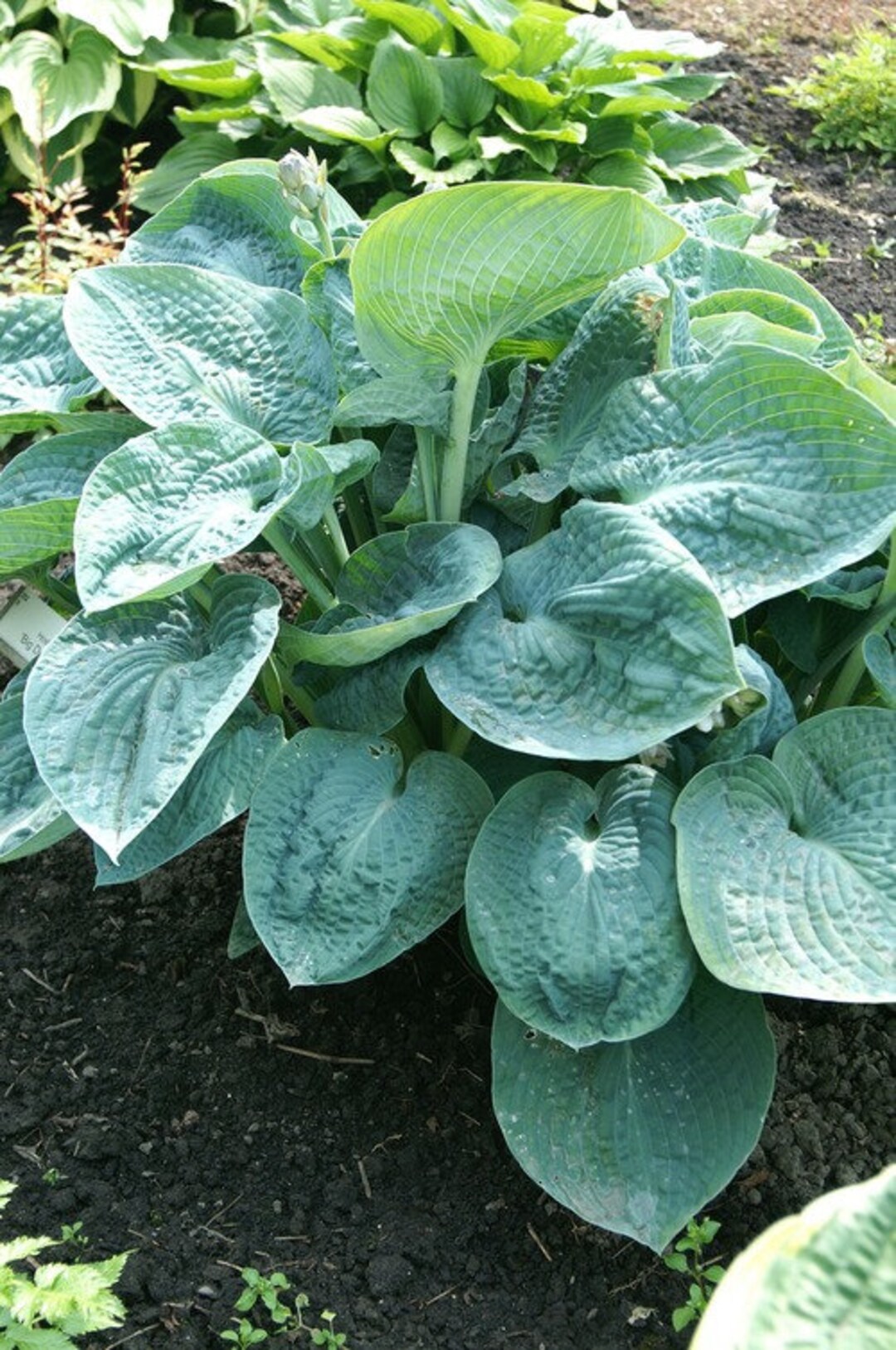 Big Daddy Hosta Plants in 3.5 Inch Cups, You Choose Amount - Etsy